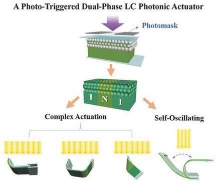 Phototriggered Selective Actuation and Self‐Oscillating in Dual‐Phase ...