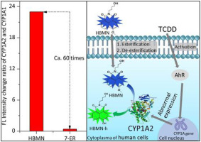 基于人细胞中细胞色素 P450 1A2 异常表达的 2,3,7,8-四氯-二苯并-对-二恶英的高灵敏度荧光生物测定,Analytica ...