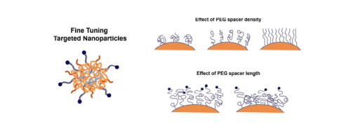 通过调整配体接枝密度并结合不同长度的PEG间隔物来微调纳米粒子的神经元靶向,Acta Biomaterialia - X-MOL