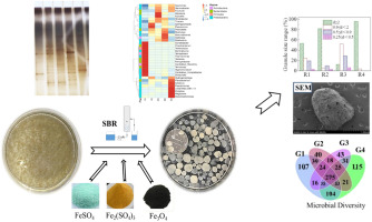 The influence of Fe2+, Fe3+ and magnet powder (Fe3O4) on aerobic ...