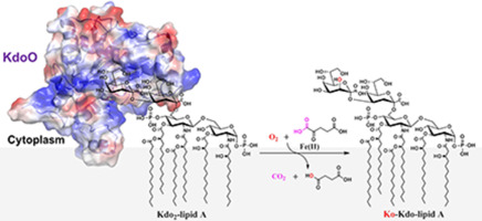 Biochemical and Structural Insights into an Fe(II)/α-Ketoglutarate/O2 ...