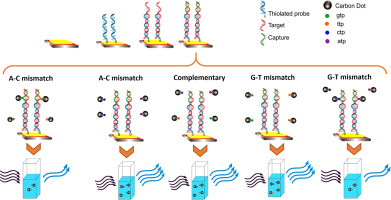Spectrofluorometric genotyping of single nucleotide polymorphisms using ...