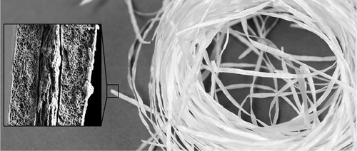 Absorbent Filaments from Cellulose Nanofibril Hydrogels through ...