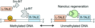 Sequence-specific 5mC detection in live cells based on the TALE-split ...