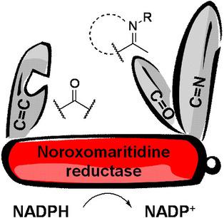 Exploiting the Catalytic Diversity of Short‐Chain Dehydrogenases ...
