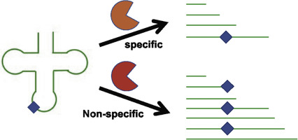 Improving RNA Modification Mapping Sequence Coverage by LC-MS through a ...