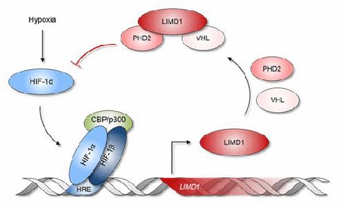 HIF-LIMD1 负反馈机制减轻了缺氧的促肿瘤作用,EMBO Molecular Medicine - X-MOL
