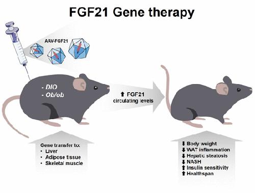 FGF21基因疗法可治疗肥胖和胰岛素抵抗,EMBO Molecular Medicine - X-MOL