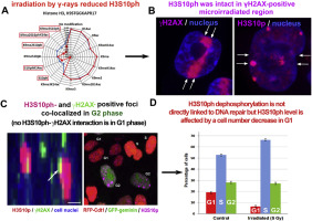 γ射线辐照会降低H3S10磷酸化水平，并削弱H3S10磷酸化与γH2AX之间G2相依赖的相互作用,Biochimie - X-MOL