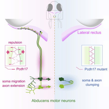 Protocadherin-Mediated Cell Repulsion Controls the Central Topography ...
