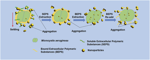 Extracellular Polymeric Substances