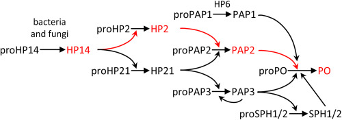 Manduca sexta hemolymph protease-2 (HP2) activated by HP14 generates ...