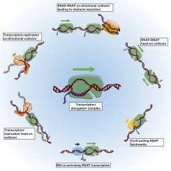 Molecular Highways—Navigating Collisions of DNA Motor Proteins,Journal ...