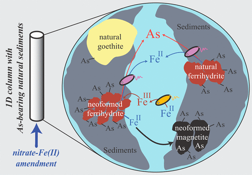 Model-Based Analysis of Arsenic Immobilization via Iron Mineral ...