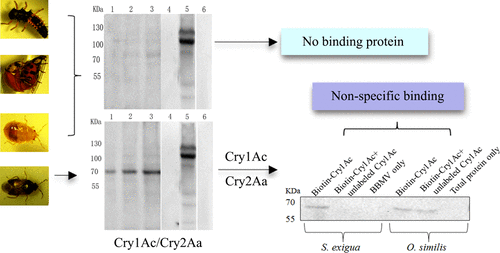 Evaluation of Cry1Ac and Cry2Aa Toxin Binding to Two Important ...