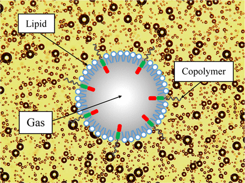 新型全氟化三嵌段两亲共聚物，用于脂质壳微泡稳定,Langmuir - X-MOL