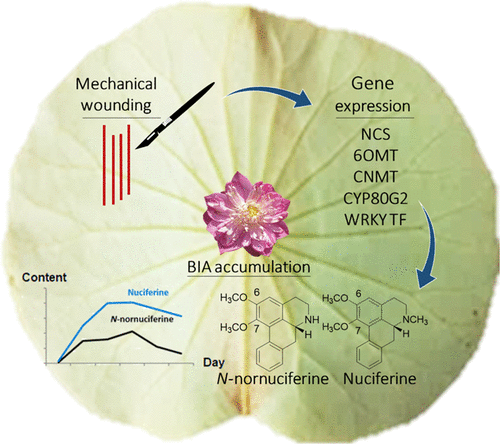 Coregulation of Biosynthetic Genes and Transcription Factors for ...