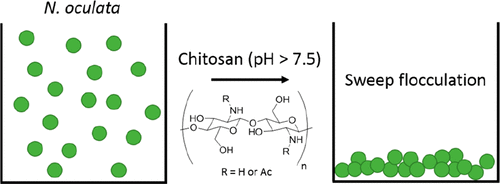 Unravelling the Mechanism of Chitosan-Driven Flocculation of Microalgae ...