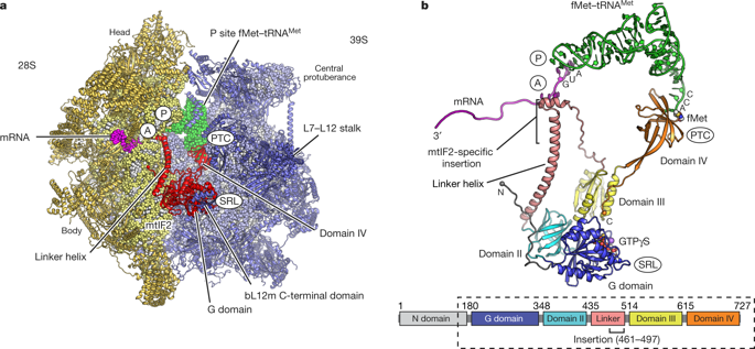 Unique features of mammalian mitochondrial translation initiation ...