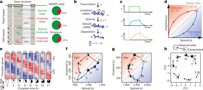 RNA velocity of single cells,Nature - X-MOL