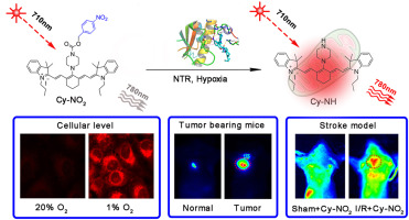 Near-infrared off-on fluorescence probe activated by NTR for in vivo hypoxia imaging,Biosensors ...