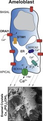 CRAC channels in dental enamel cells,Cell Calcium - X-MOL