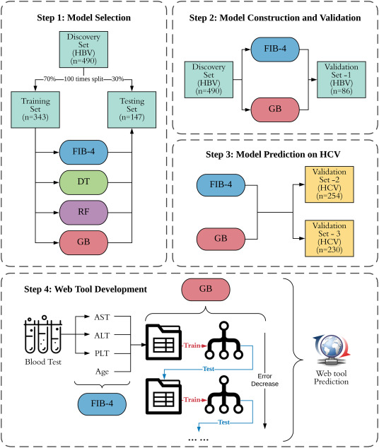 使用机器学习进行HBV和HCV相关肝纤维化的临床预测。,EBioMedicine - X-MOL