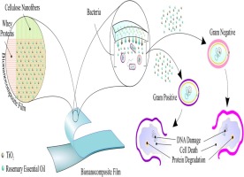 Fabrication and characterization of the bionanocomposite film based on ...