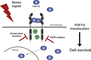 外源FGF1和FGF2易位保护细胞免受凋亡的独立于受体激活。,Journal of Molecular Biology - X-MOL