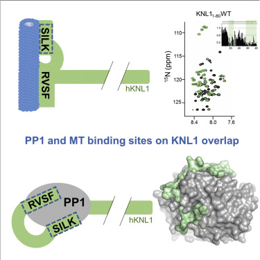 KNL1 Binding to PP1 and Microtubules Is Mutually Exclusive.,Structure ...