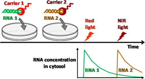 Red and Near-Infrared Light-Directed Cytosolic Delivery of Two ...