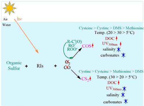 天然水中羰基硫和二硫化碳的间接光化学形成：有机硫前体，水质成分和温度的作用,Environmental Science ...