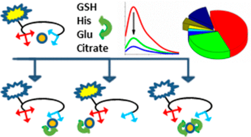 Ternary Zn(II) Complexes of FluoZin-3 and the Low Molecular Weight ...