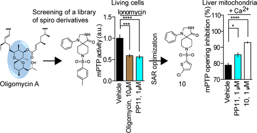 发现针对F 1 / F O- 三磷酸腺苷（ATP）合酶c亚基的新型1,3,8-三氮杂[4.5]癸烷衍生物，用于治疗心肌梗死的再灌注损伤 ...