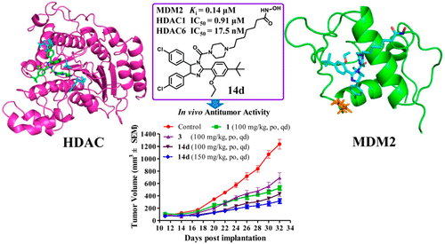 Small Molecules Simultaneously Inhibiting p53-Murine Double Minute 2 ...