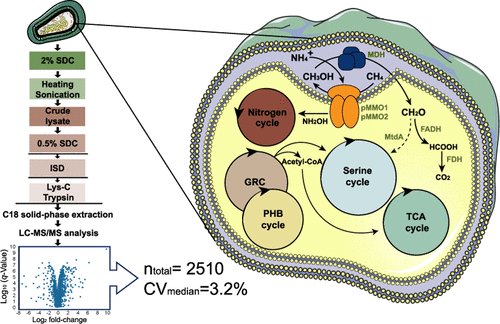 Crude-MS Strategy for in-Depth Proteome Analysis of the Methane-Oxidizing Methylocystis sp ...