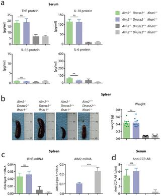 Correction: AIM2 Drives Joint Inflammation in a Self-DNA Triggered Model of Chronic ...