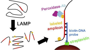 基于基因磁 LAMP 的电化学测试用于测定临床样本中的高危 HPV16 和 HPV18,Analytica Chimica Acta - X-MOL