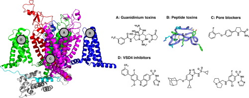 Nav1.7 inhibitors for the treatment of chronic pain,Bioorganic ...