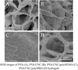 Interpenetrating polymer networks in polyvinyl alcohol/cellulose ...