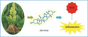 Jervine 的抗炎和抗氧化特性，一种来自藜芦根茎的甾体生物碱,Phytomedicine - X-MOL