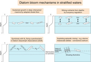 The case of the diatoms and the muddled mandalas: Time to recognize ...