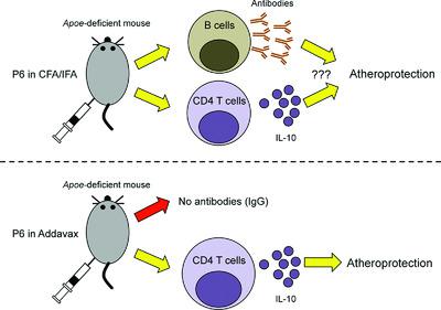 A clinically applicable adjuvant for an atherosclerosis vaccine in mice ...