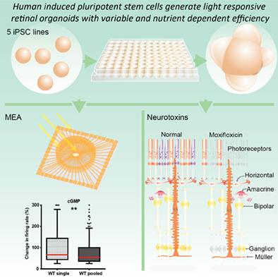 Human induced pluripotent stem cells generate light responsive retinal organoids with variable ...