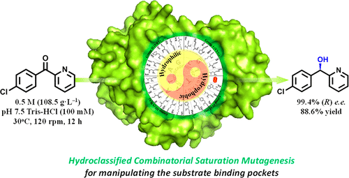 Hydroclassified Combinatorial Saturation Mutagenesis: Reshaping ...