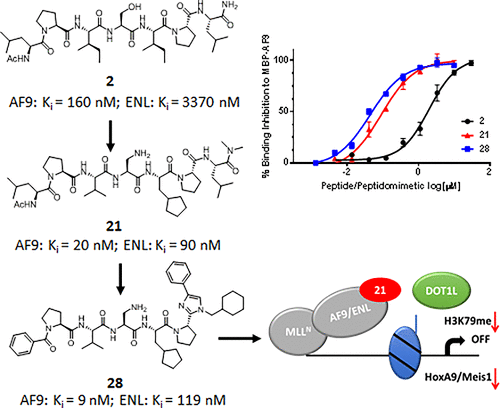Peptidomimetics For Targeting Protein Protein Interactions Between