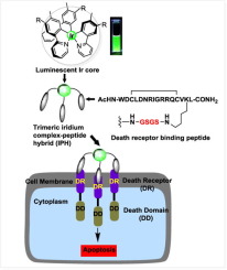 Design and synthesis of a luminescent iridium complex-peptide hybrid (IPH) that detects cancer ...
