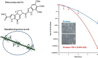 一种有效的抗肿瘤抗生素Duocarmycin SA使胶质母细胞瘤细胞对质子辐射敏感,Bioorganic & Medicinal ...