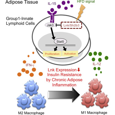 Lnk/Sh2b3 Regulates Adipose Inflammation and Glucose Tolerance through ...