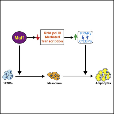 Maf1 and Repression of RNA Polymerase III-Mediated Transcription Drive ...
